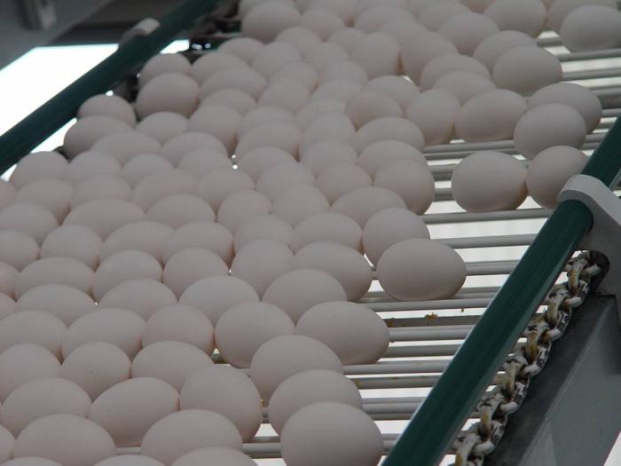 500 huevos sin ganancia de peso en el ciclo de postura - Watt Industria ...