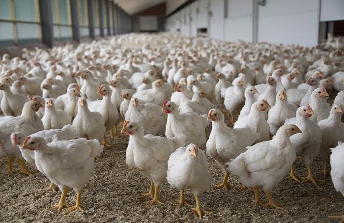 Pollo premium: un cambio de paradigma - Watt Industria Avicola