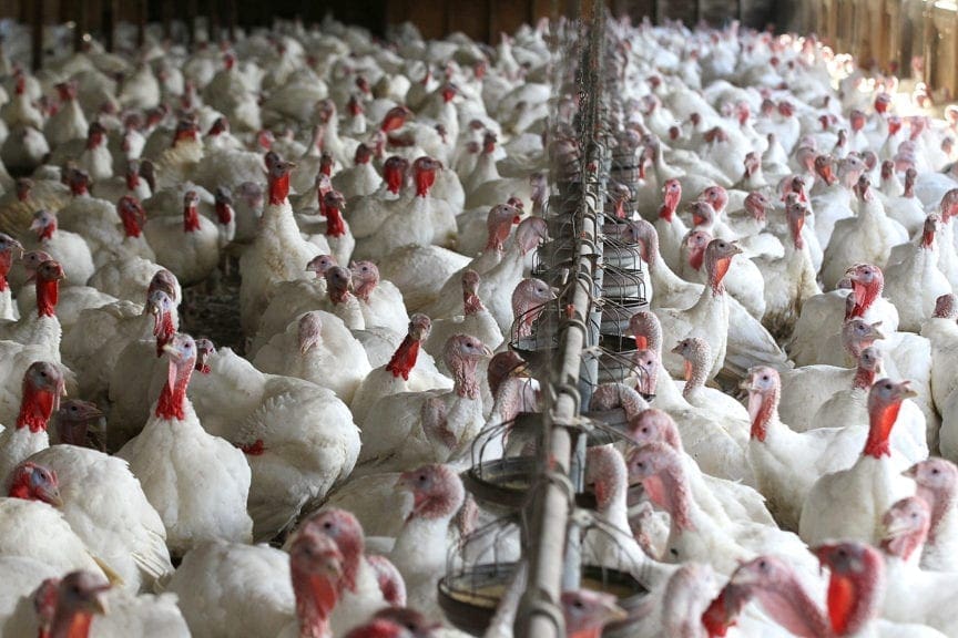San Fernando: avicultura peruana apunta a calidad y salud | Industria ...