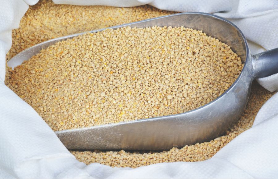 Por qué se prefieren pélets al alimento en harina en pollos | Industria ...