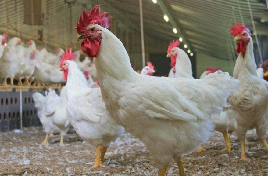 Perú: Minagri actualizó guías de buenas prácticas avícolas | Industria ...