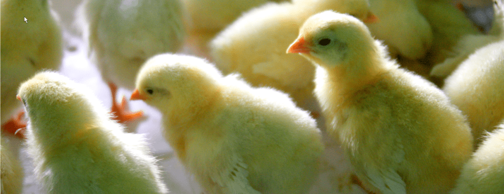 Jamesway anuncia integración con Chick Master | Industria Avícola